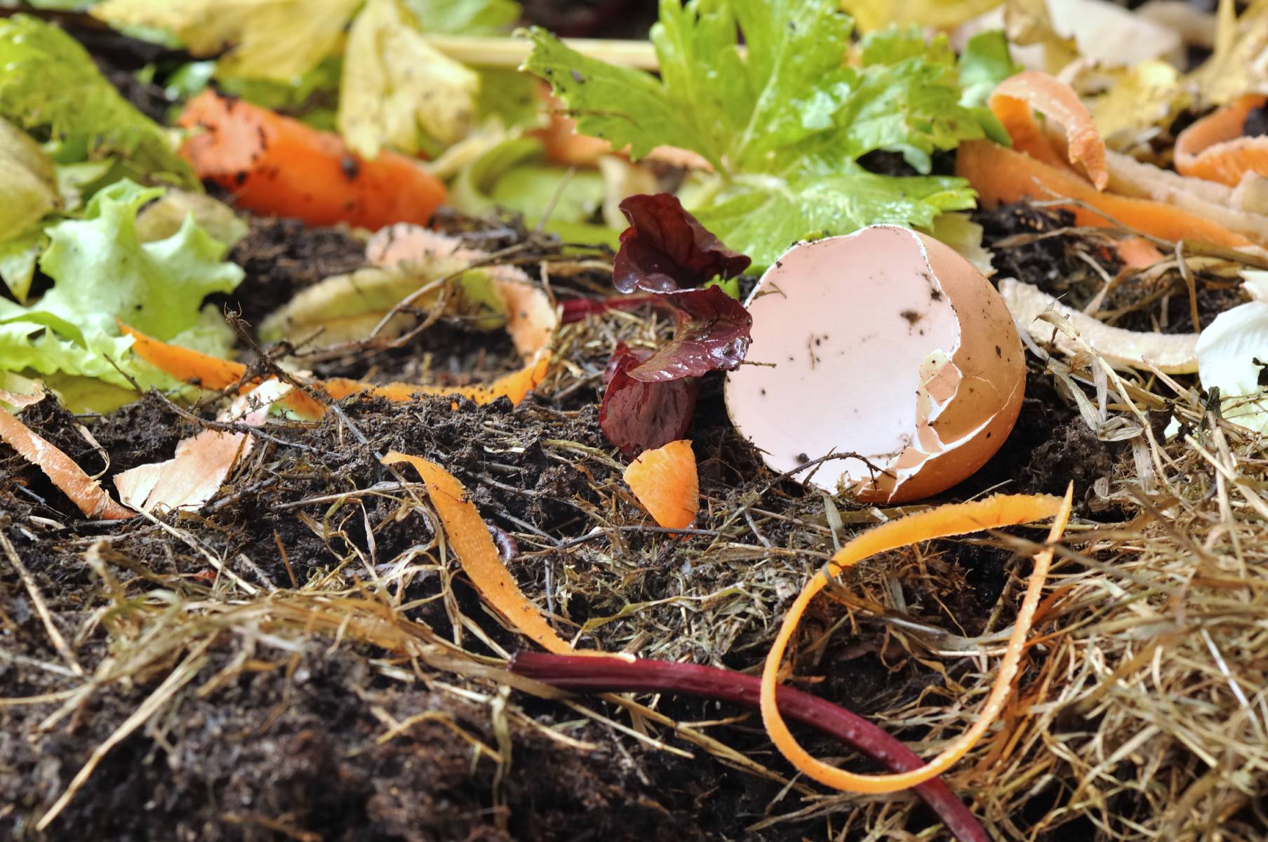 Composting Kitchen Scraps – Videos – Mother Earth News